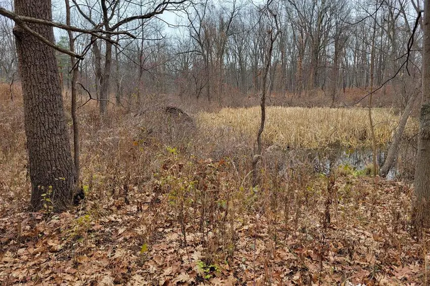 Huron Parkway Nature Area | City of Ann Arbor