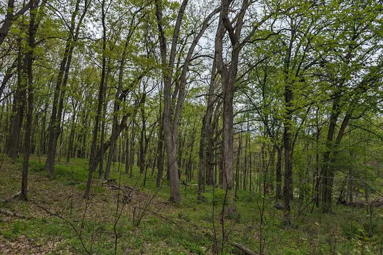 Huron Parkway Nature Area | City of Ann Arbor