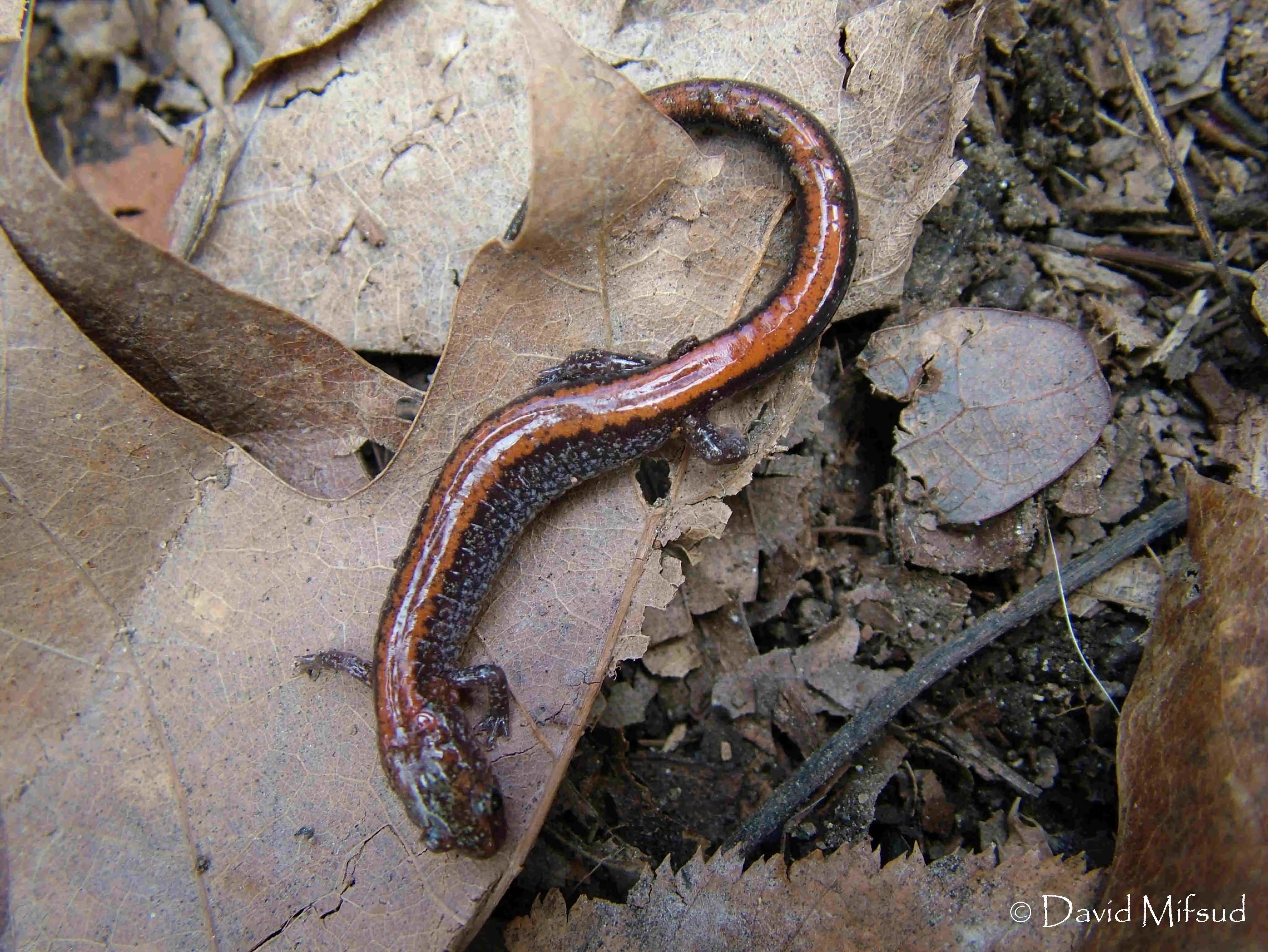 Red-Backed Salamander | City of Ann Arbor