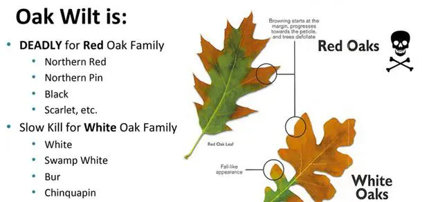 Oak Wilt | City of Ann Arbor
