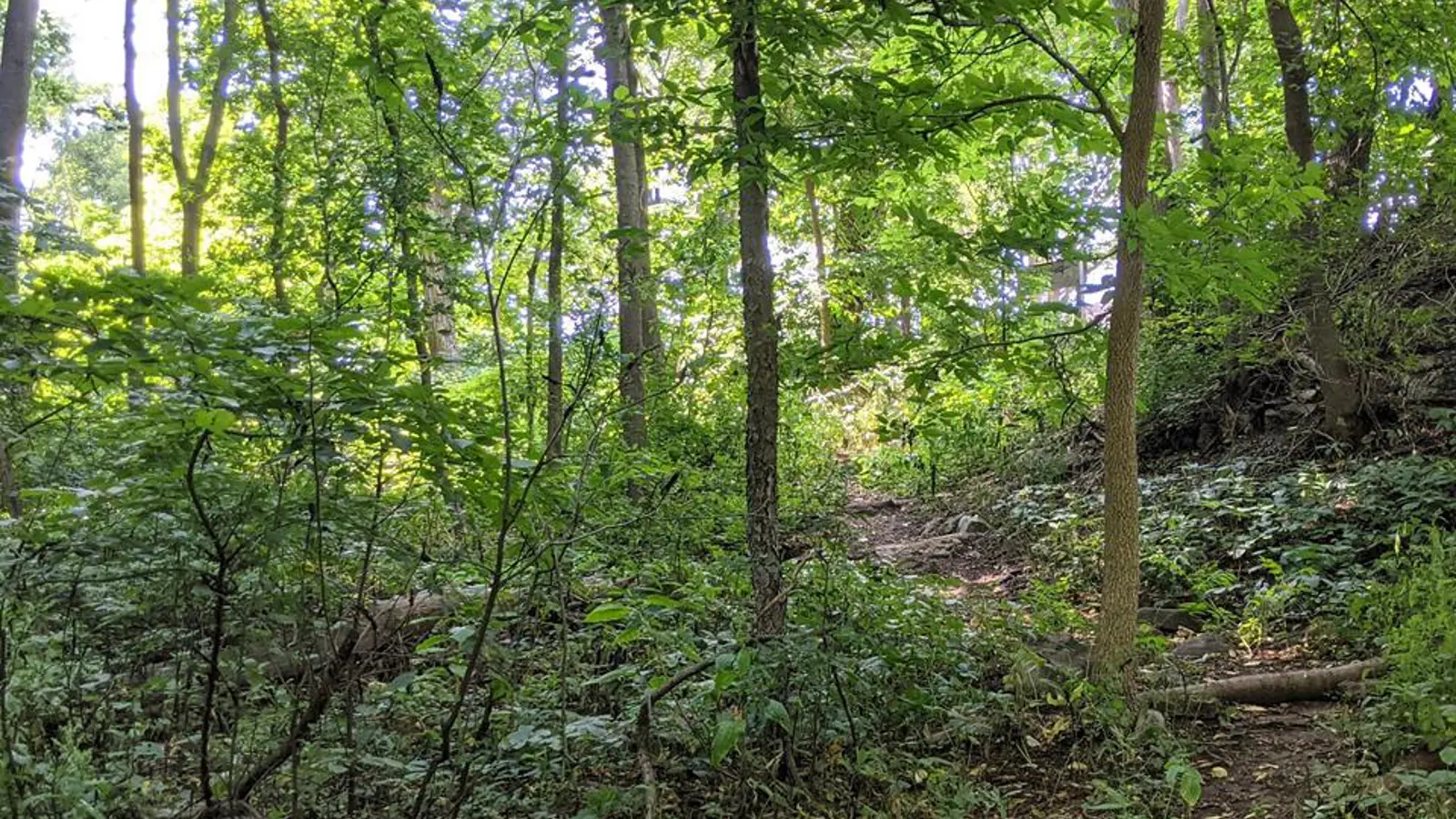Hannah Nature Area | City of Ann Arbor