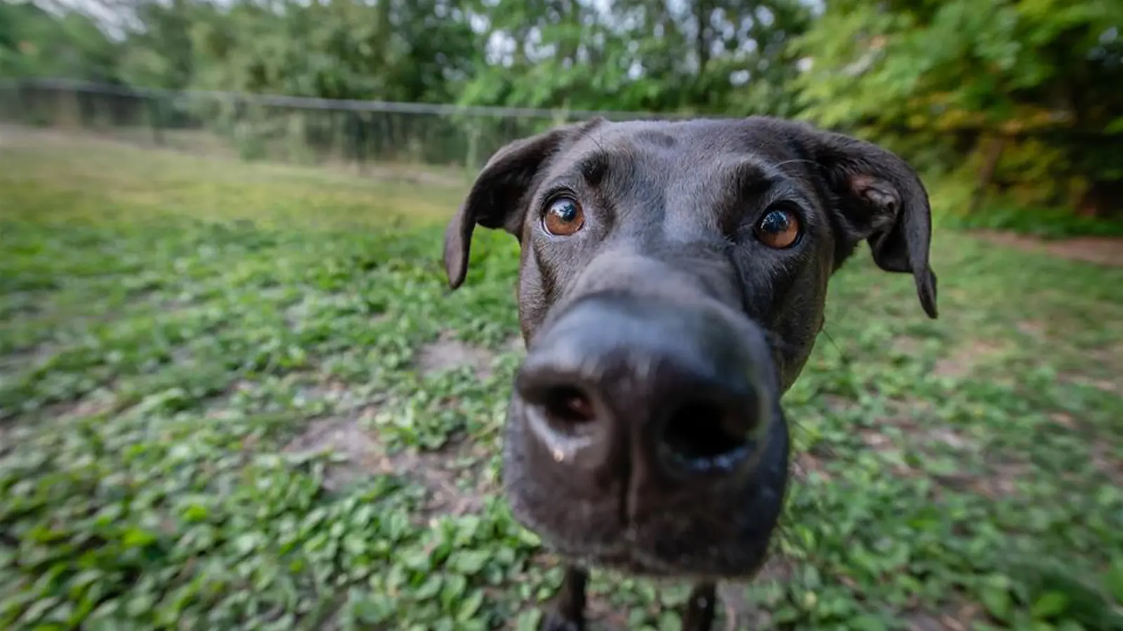 Dog Licensing | City of Ann Arbor