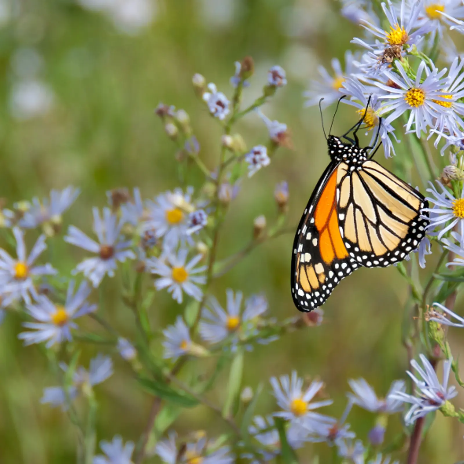 Pollinator-Aware Yard Care | City of Ann Arbor