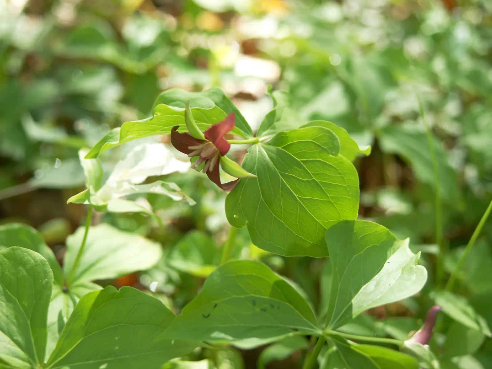Native Plants | City of Ann Arbor