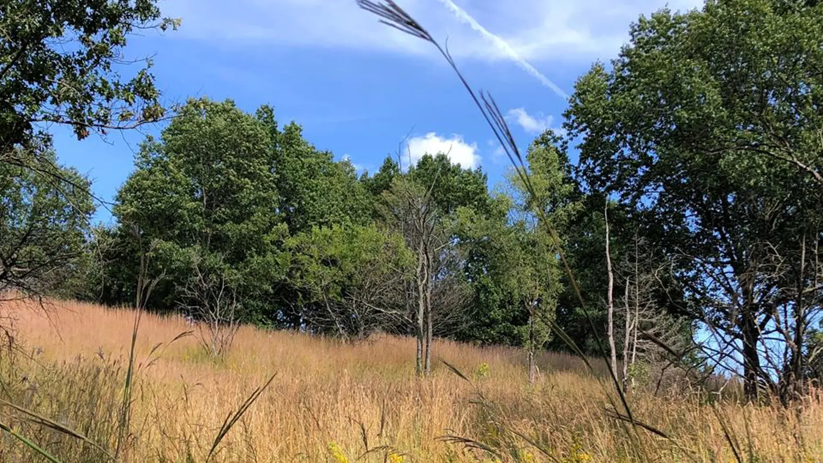Ruthven Nature Area | City of Ann Arbor