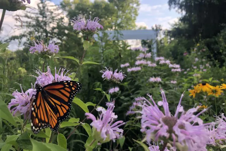 Gallup Park | City of Ann Arbor