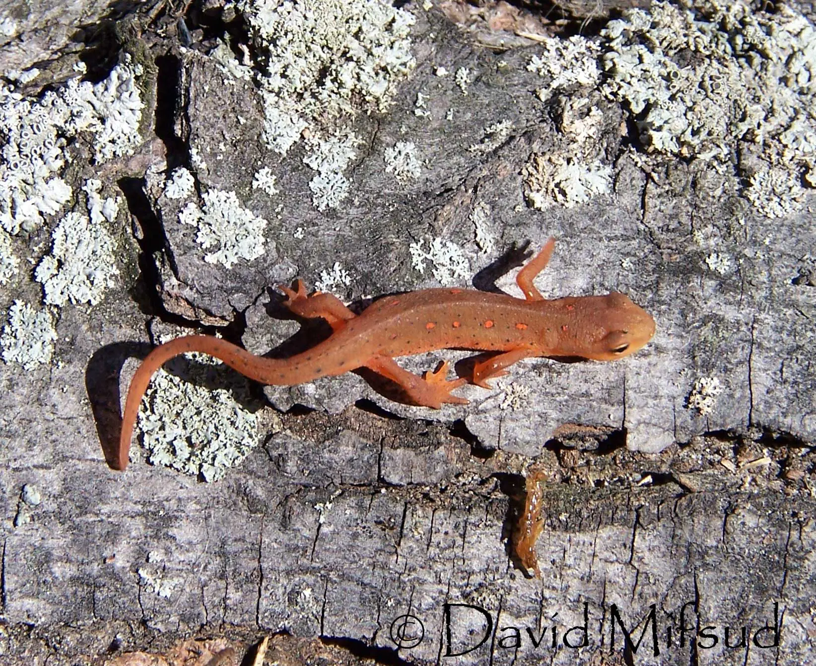 Red-Spotted Newt | City of Ann Arbor